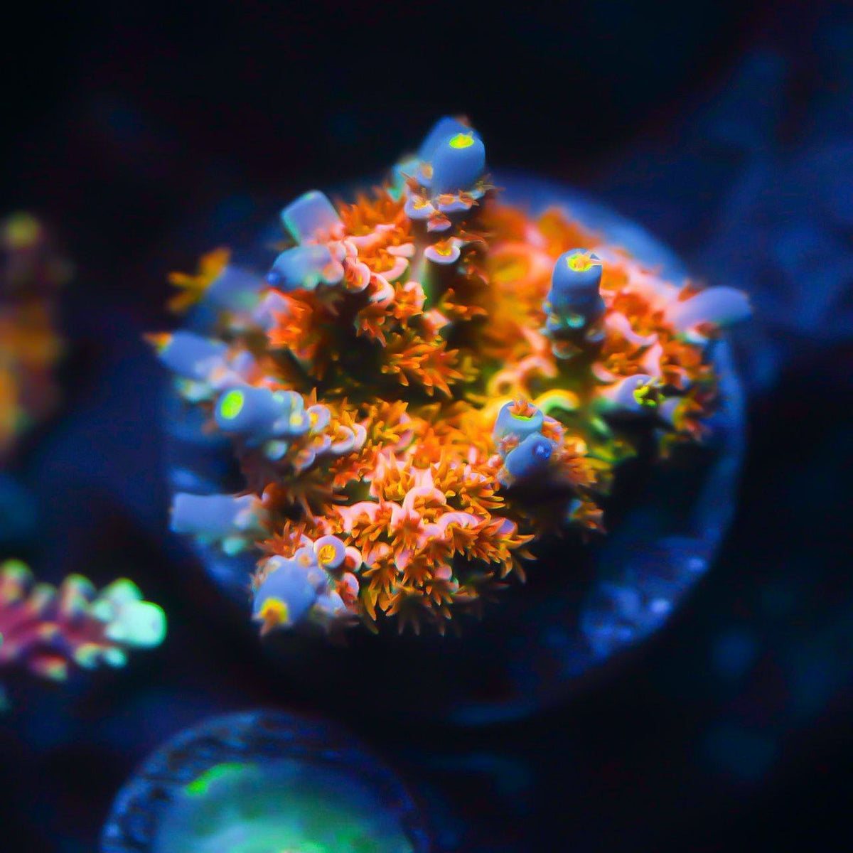 Acropora For Sale, Live SPS Corals Online