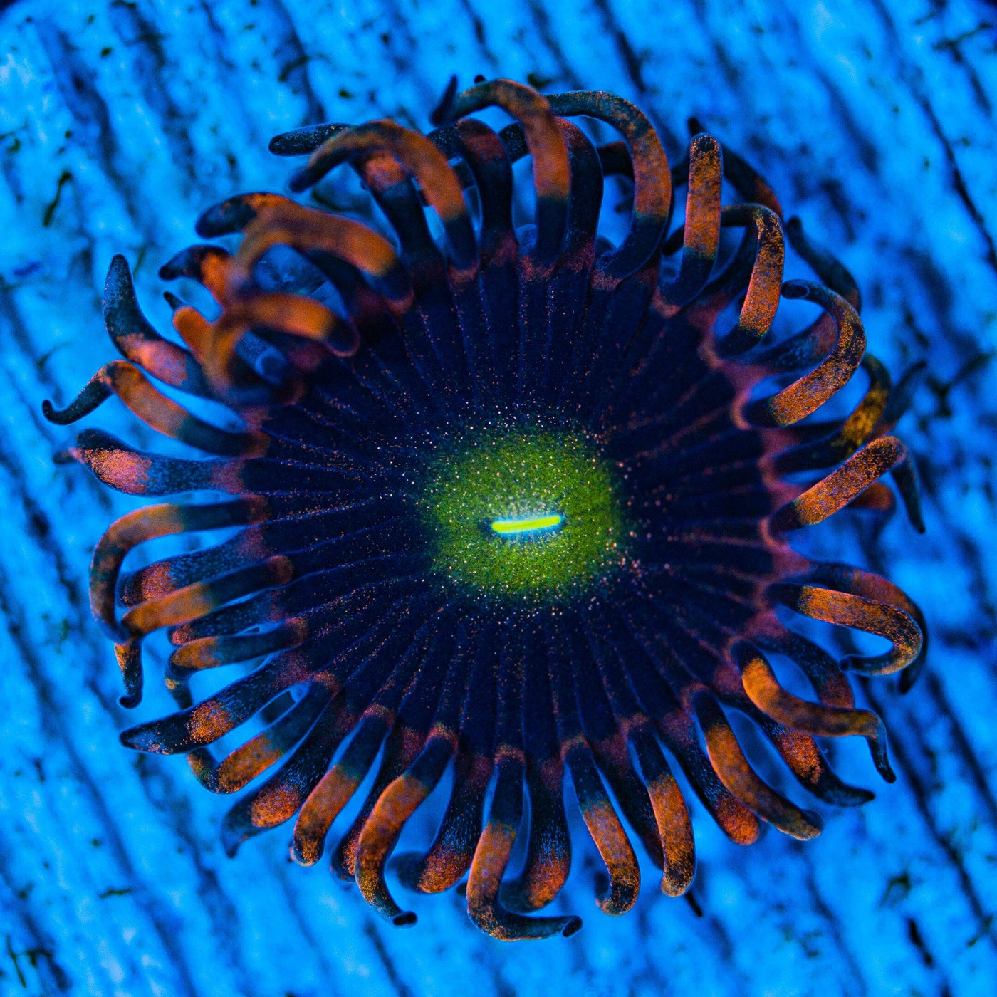 Aquaculture Zoa