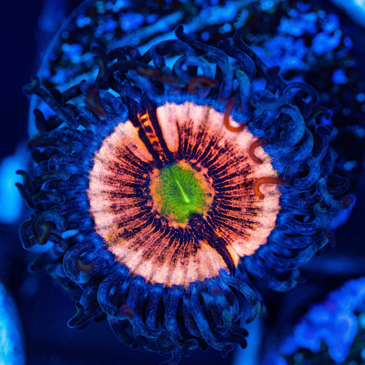 Armor of God Zoanthids