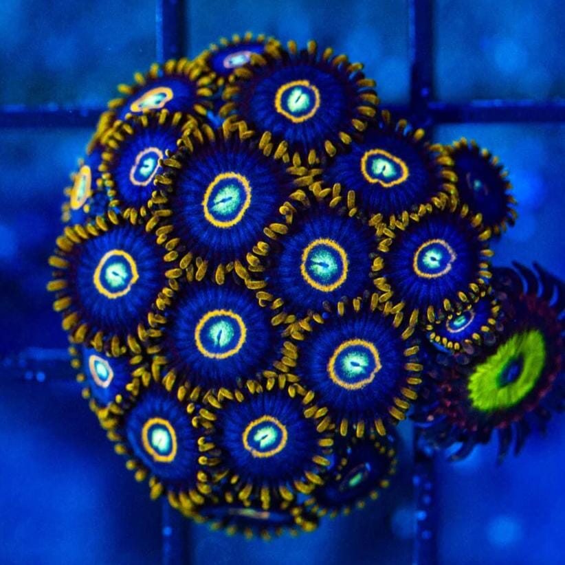 Blue Hornet Zoanthids