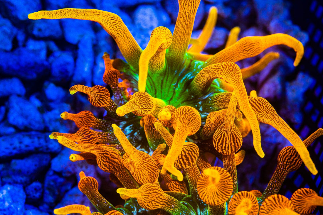 Colorado Sunburst Anemone