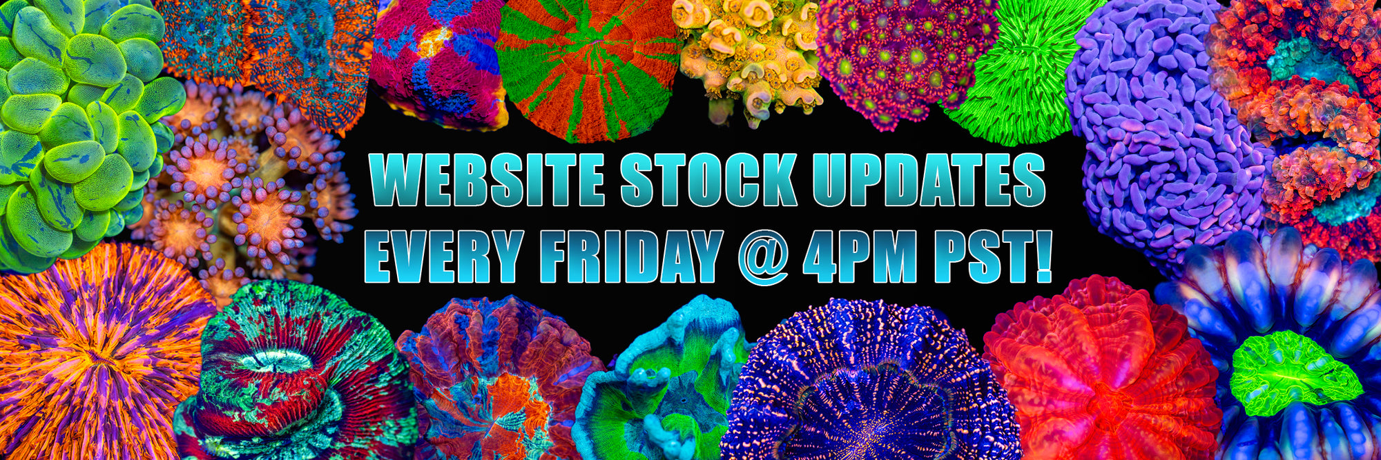 Live Corals For Sale Online︱Reef Lounge