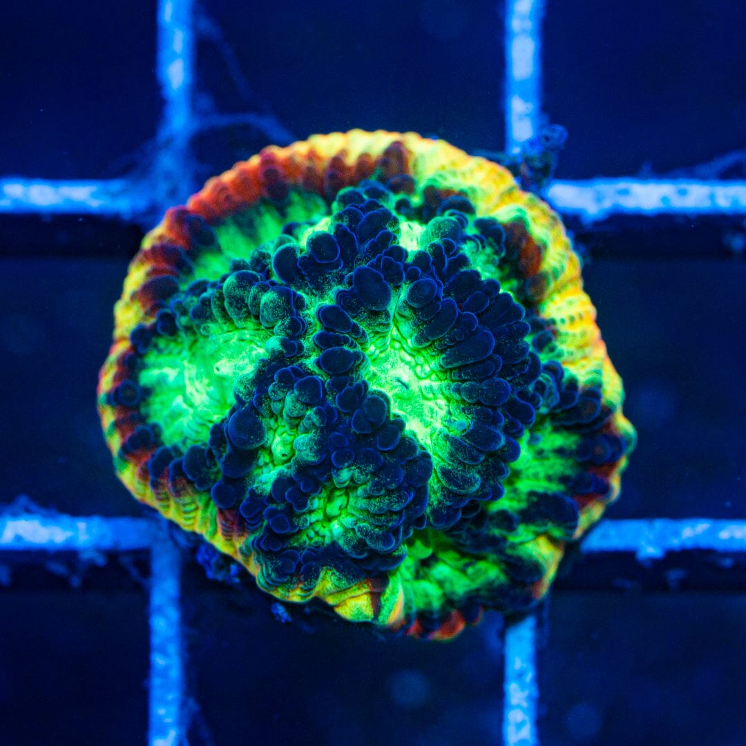 JF 'Psycho Rim' Favia