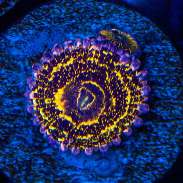 Stratosphere Zoanthids Coral Frag | Rare Aquacultured Zoa for Sale