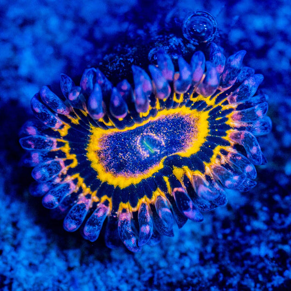 Stratosphere Zoanthids Coral Frag | Rare Aquacultured Zoa for Sale