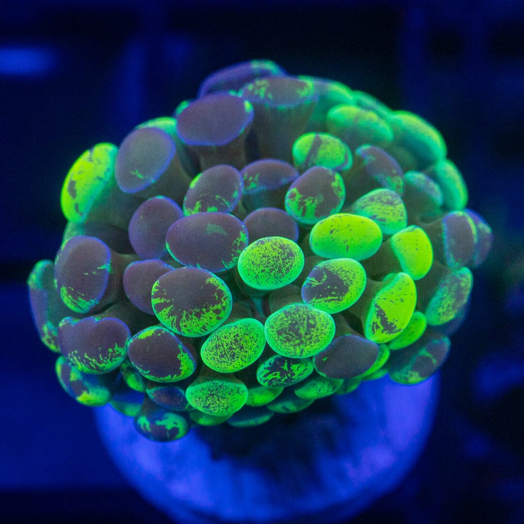 Round Tips Splatter Branching Hammer