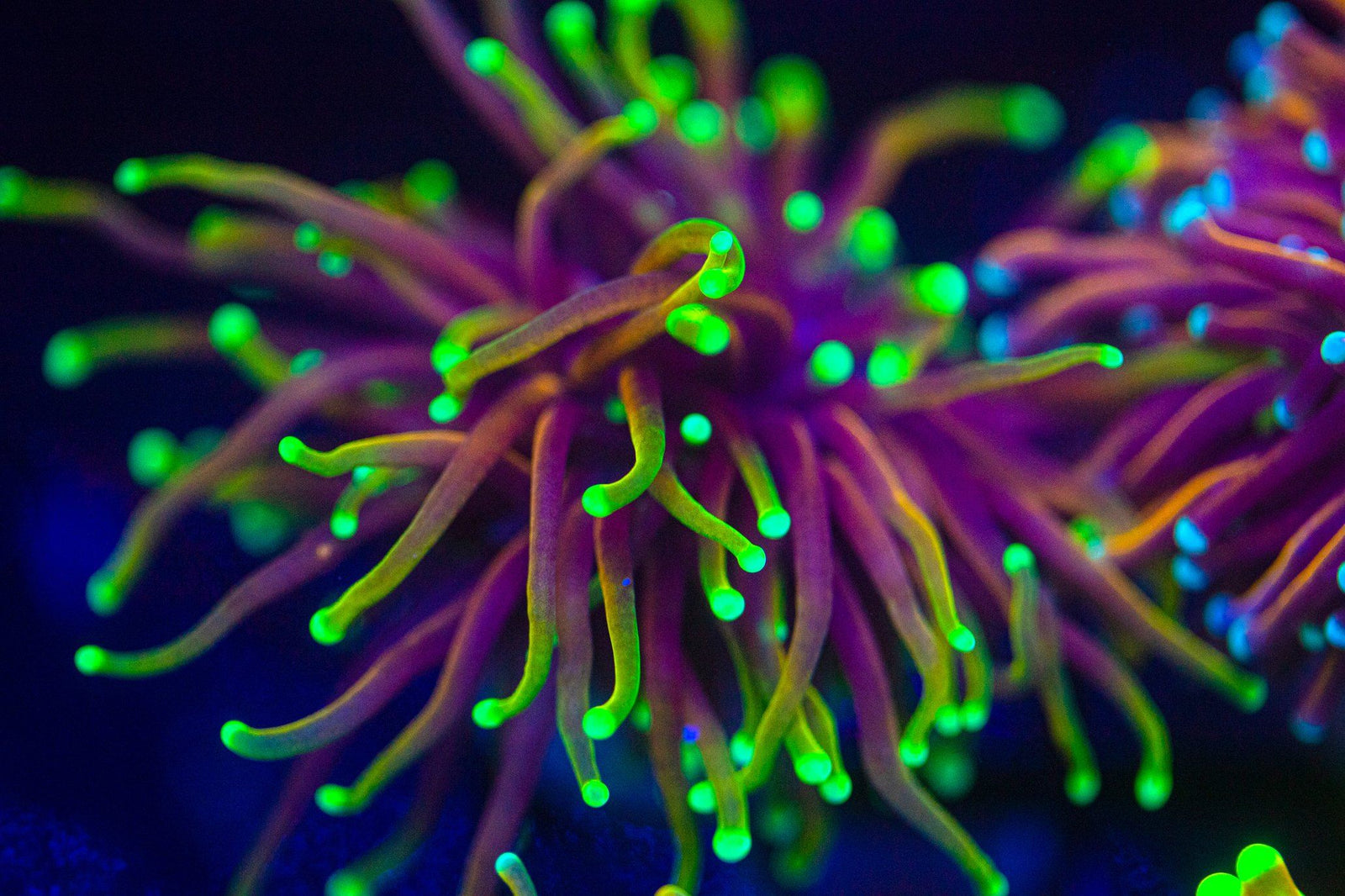 Live Torch Coral For Sale, Online Torch Corals