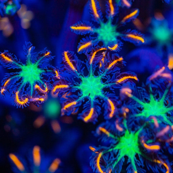 coral firework