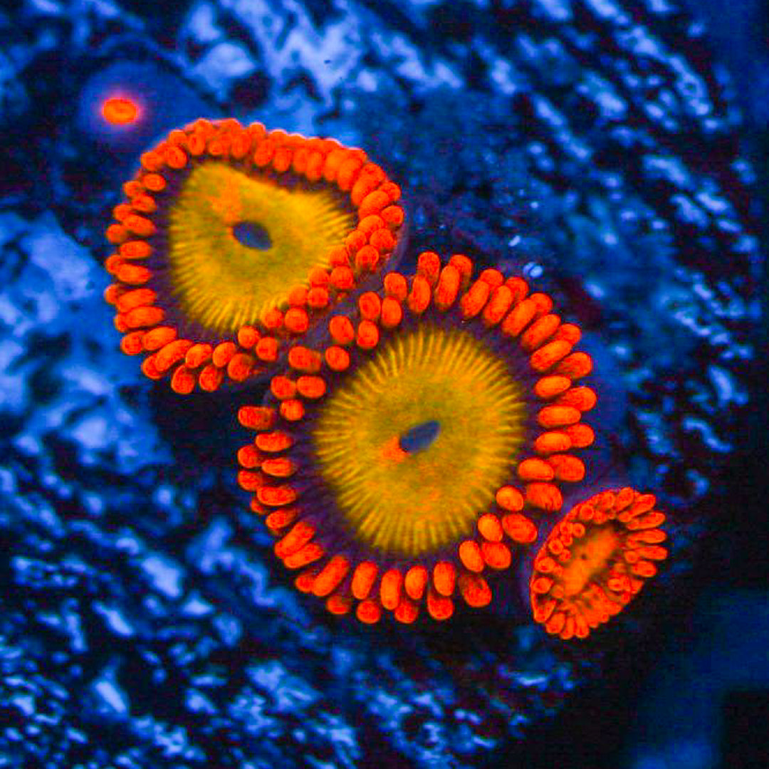 Mandarin Orange Zoanthids Mandarin Orange Zoanthids